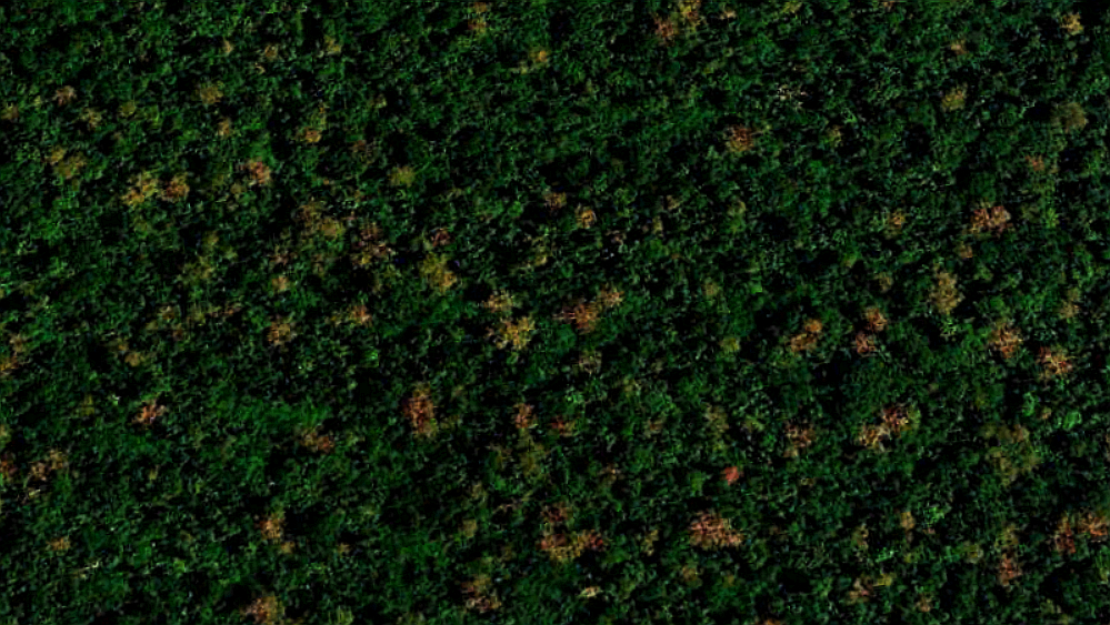 LA ISLA DE LA TRIBU SENTINEL, DESDE EL SATÉLITE SENTINEL | RODOLFO ...